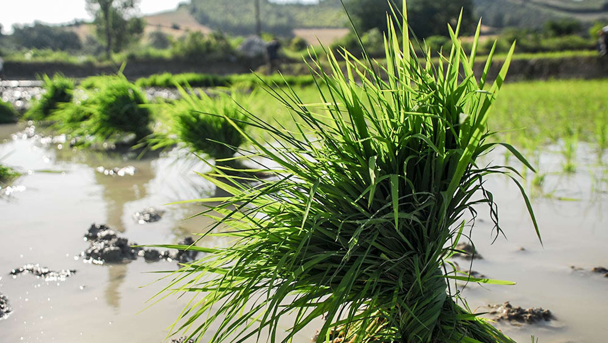 افزایش کشت و تولید برنج در افغانستان - 10.01.2020, اسپوتنیک افغانستان
